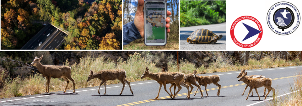 Wildlife Corridors and Crossings in NJ's Road Network: A Conversation with NJDEP & NJDOT - NJDOT ...